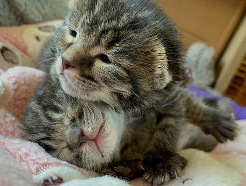 Kittens Keep Each Other Going Strong As They Purr Their Way to a Chance ...