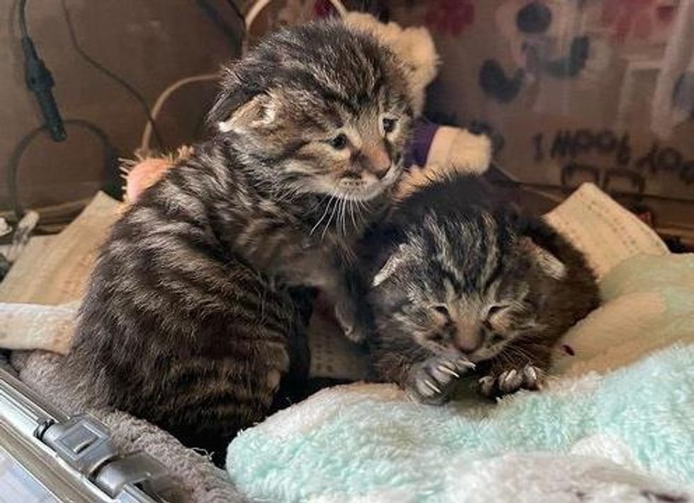 Kittens Keep Each Other Going Strong As They Purr Their Way to a Chance ...