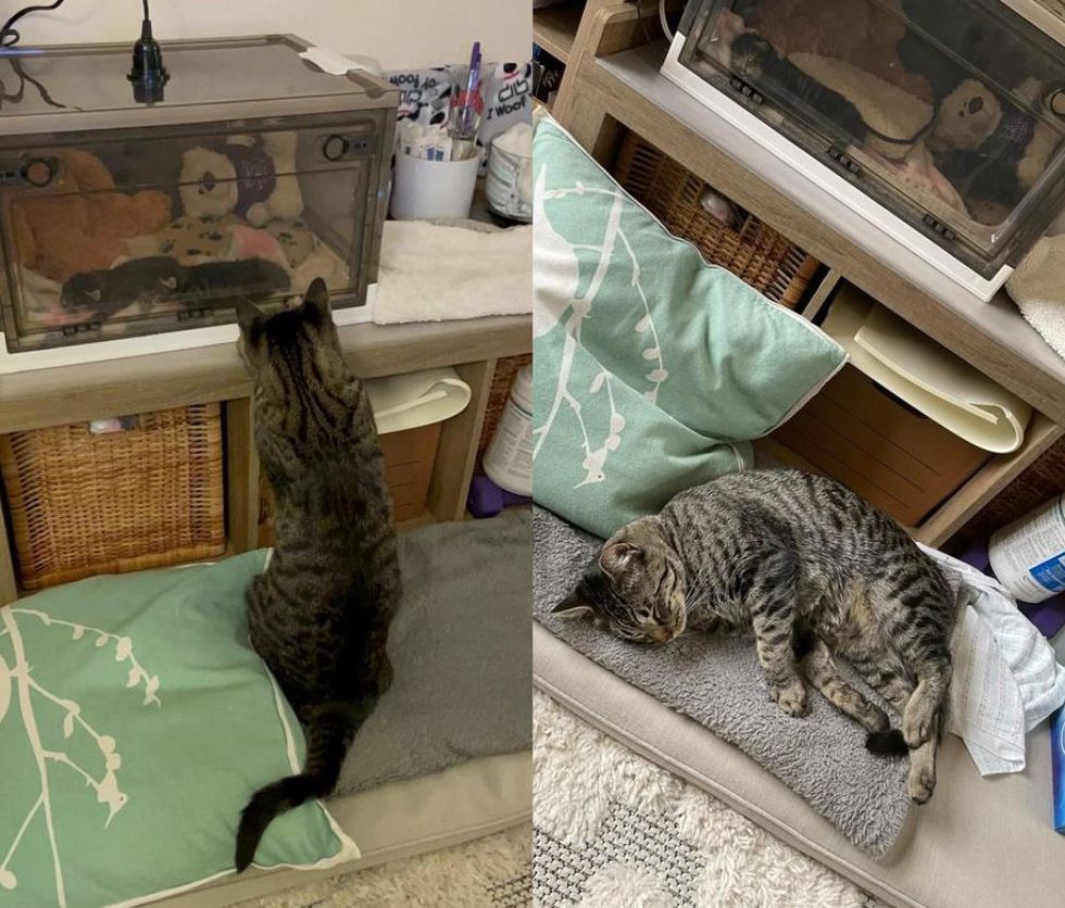 Kittens Keep Each Other Going Strong As They Purr Their Way to a Chance ...