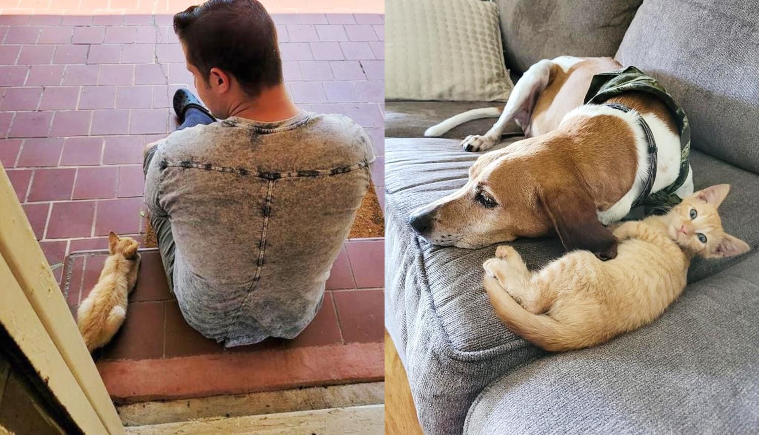 Kitten Found Stuck in a Tree, Decides to Move in with the Couple that ...