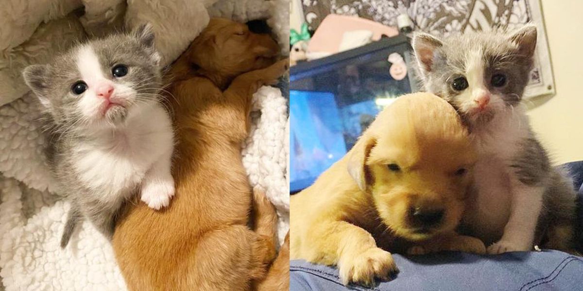 Kitten Found Outside Now Has a Puppy to Lean on Whenever She Needs a ...