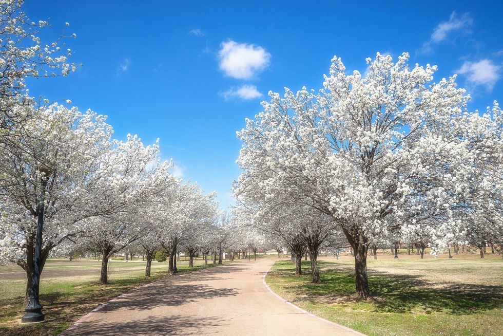 9 signs it's spring in the South, for better or worse - It's a Southern ...