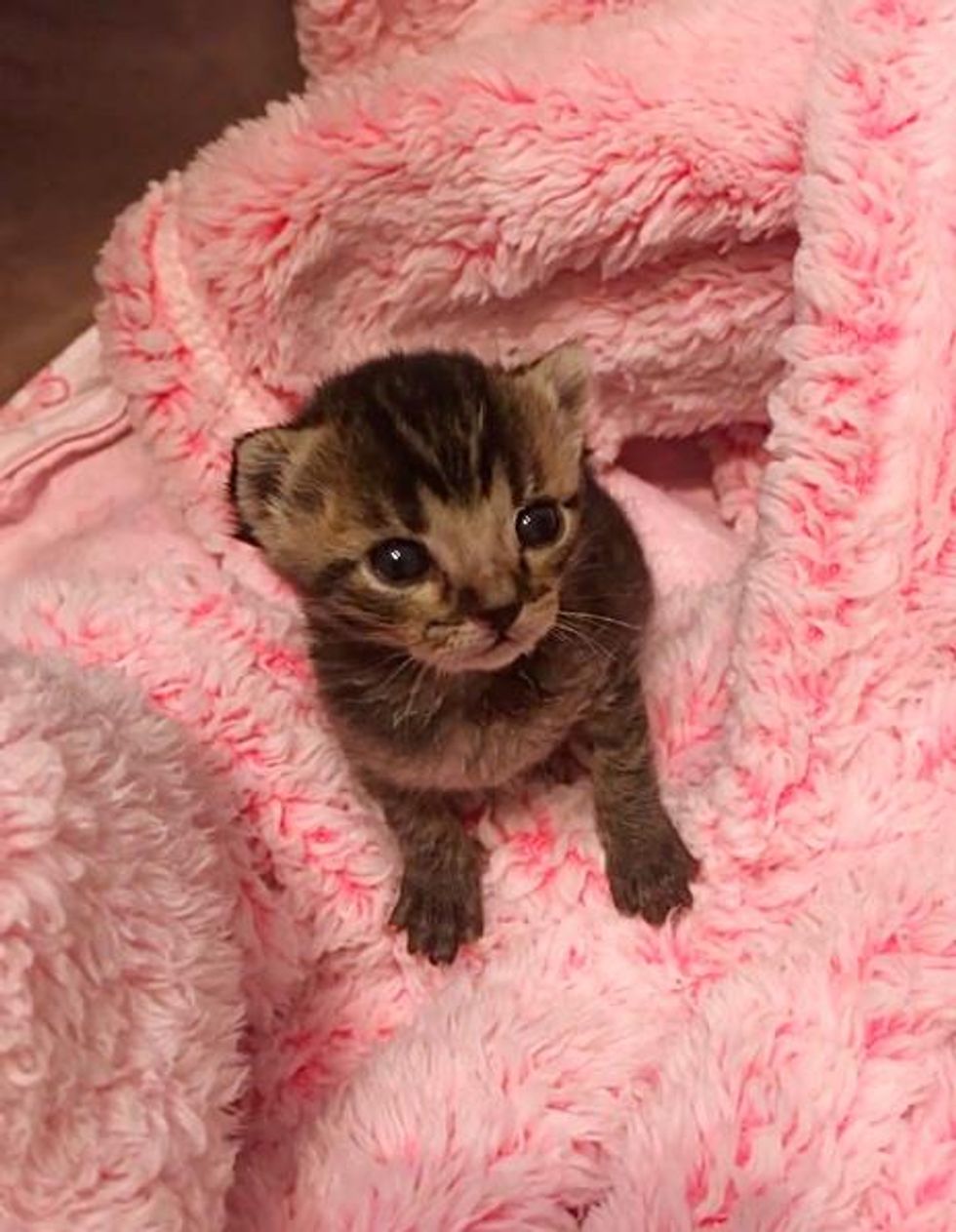 Kitten Minuscule in Size Has a Big Voice and Personality and a Cat To ...