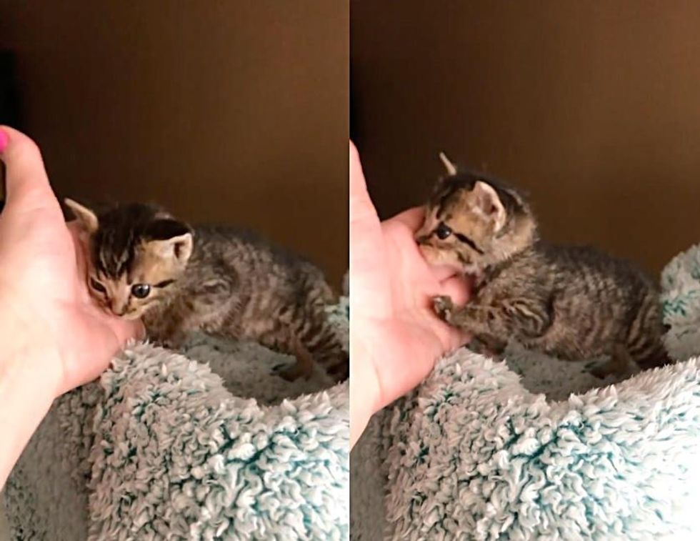 Kitten Minuscule in Size Has a Big Voice and Personality and a Cat To ...
