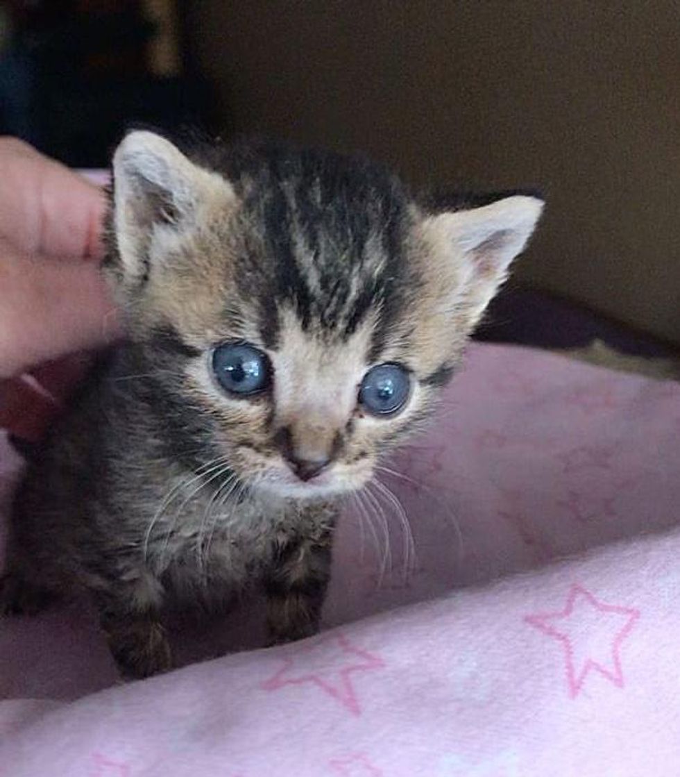 Kitten Minuscule in Size Has a Big Voice and Personality and a Cat To ...