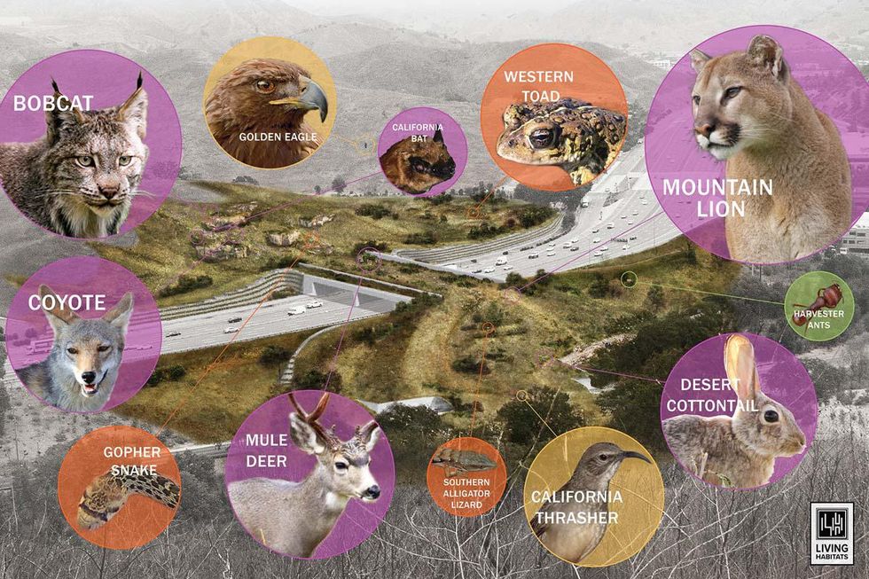 LA's new wildlife bridge will be the world's largest - Upworthy