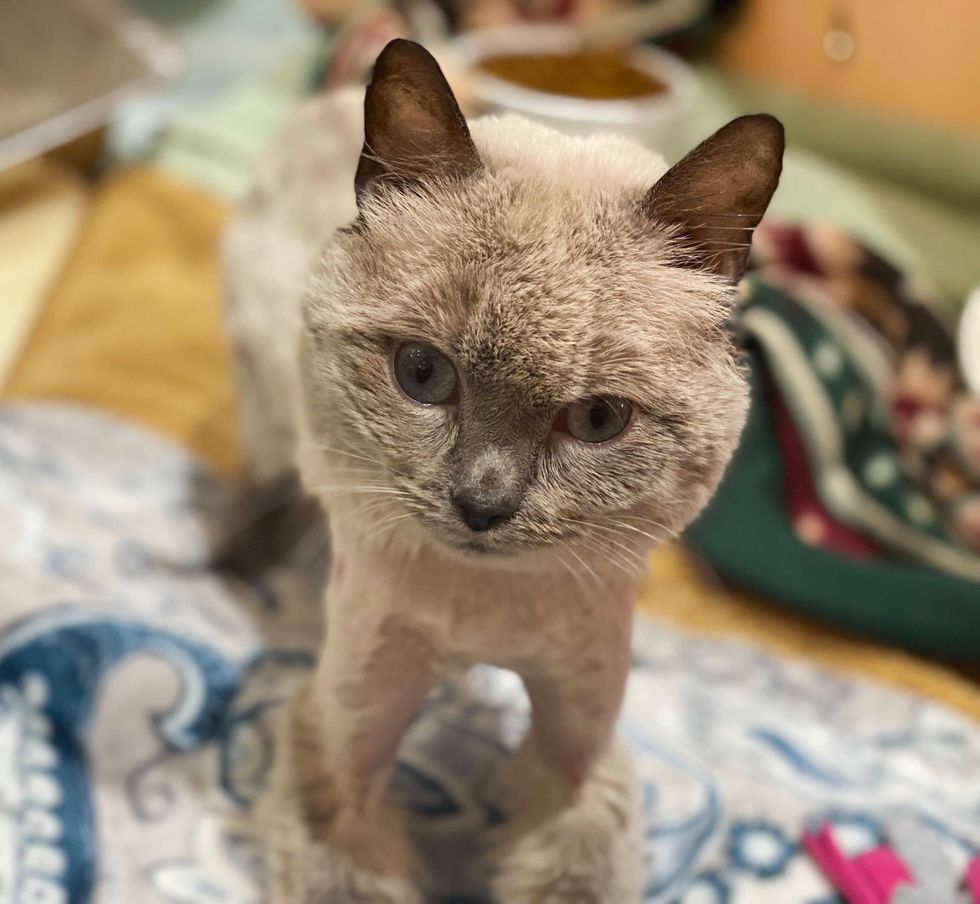 Cat With Personality of a Teddy is So Happy to Have the Perfect Place ...