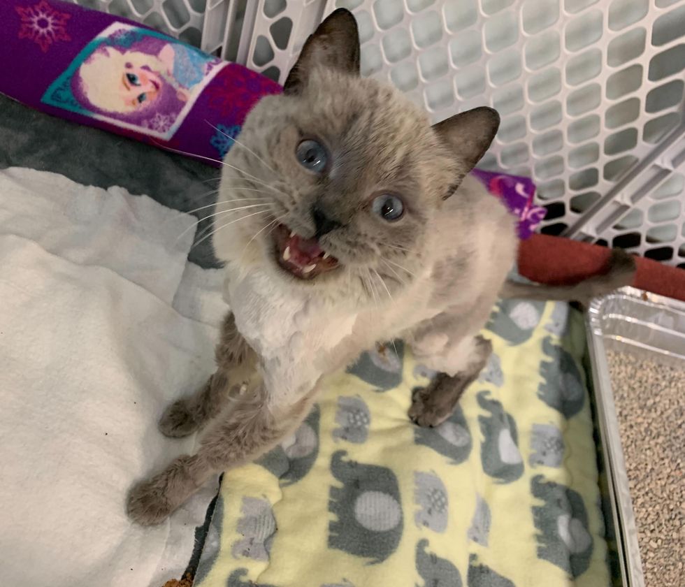 Cat With Personality of a Teddy is So Happy to Have the Perfect Place ...