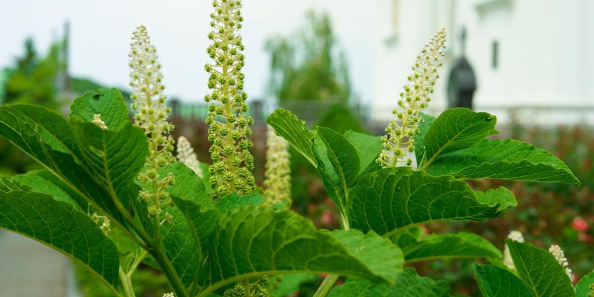 How did the toxic poke sallet plant become a Southern staple? - It's a ...