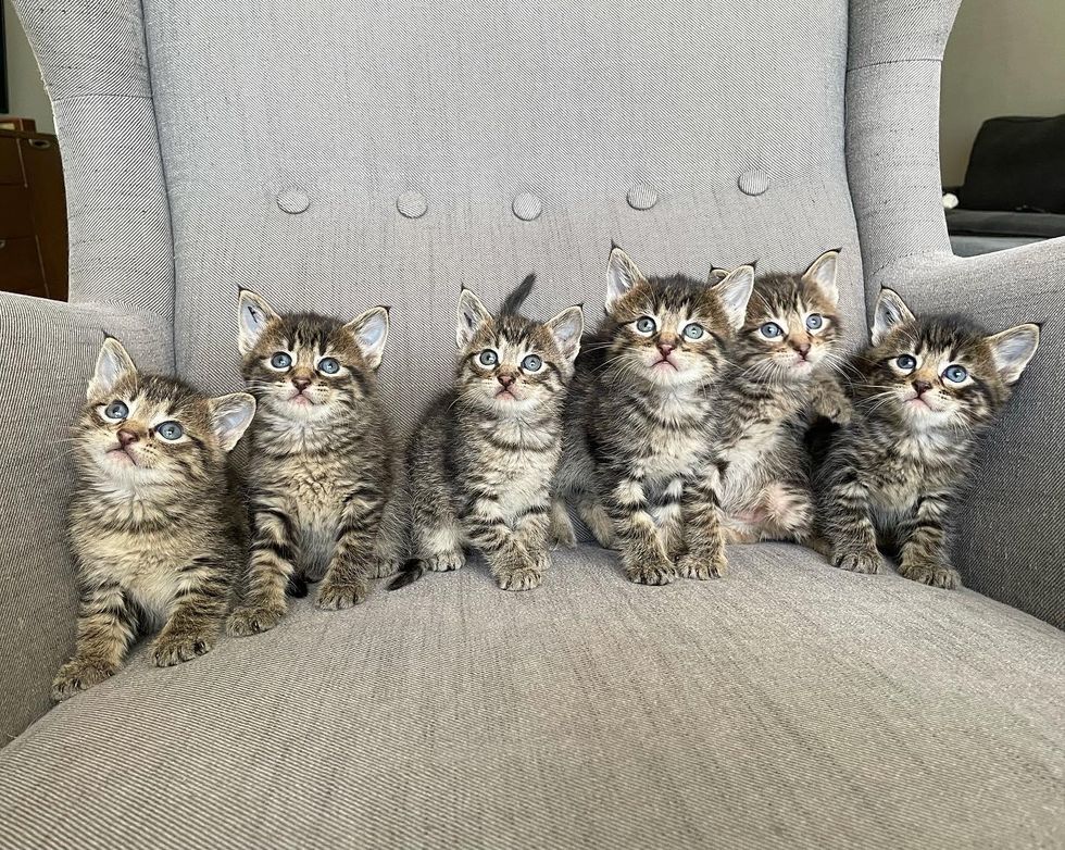 Cat Finds a Place for Her 6 Kittens and Purrs Nonstop Knowing They ...