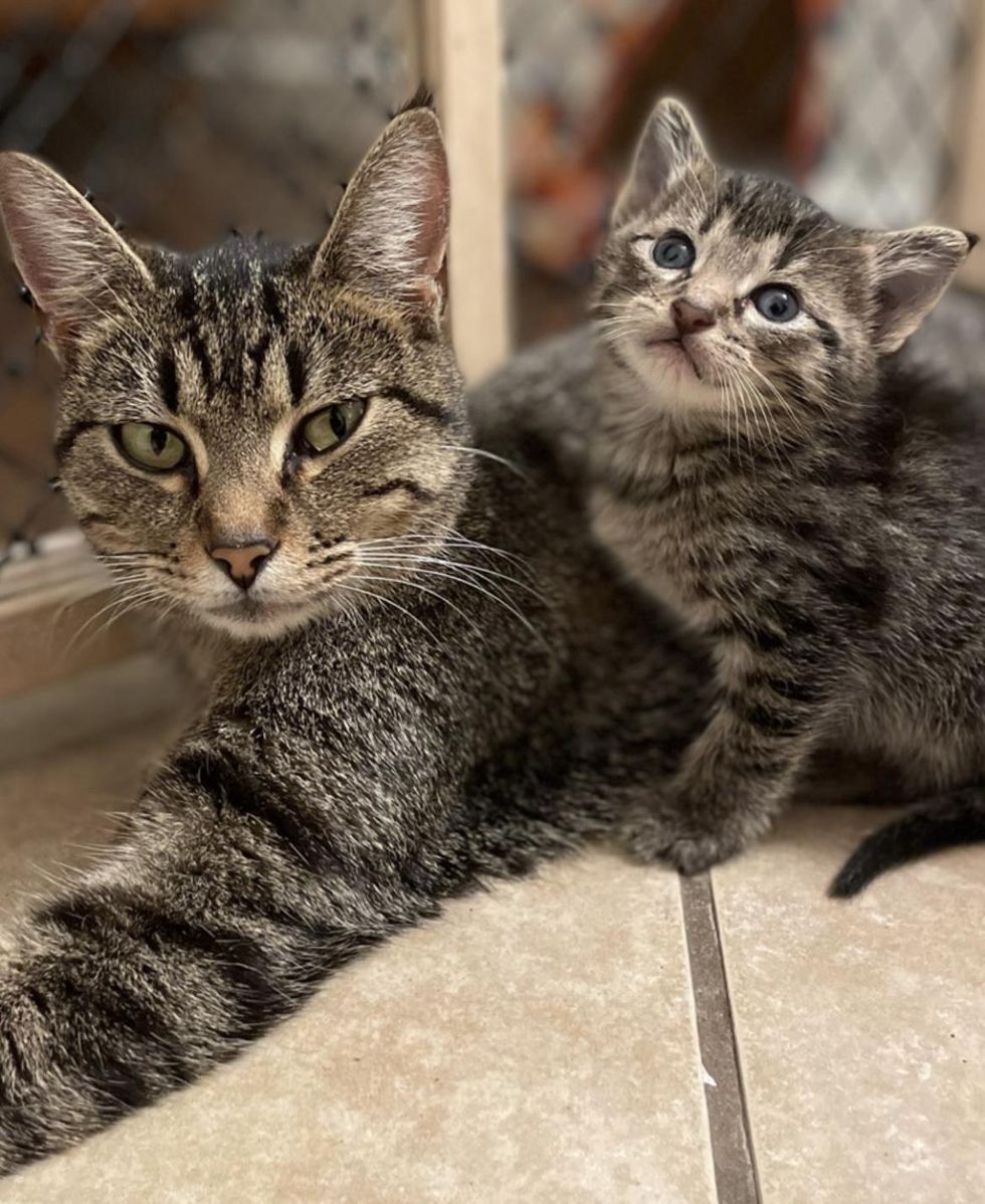Cat Finds a Place for Her 6 Kittens and Purrs Nonstop Knowing They ...