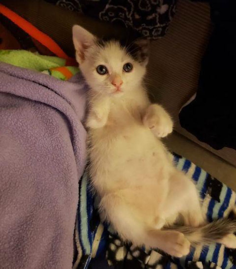 Kitten with a Stubby Leg Runs Around with His Sister In Bliss After ...