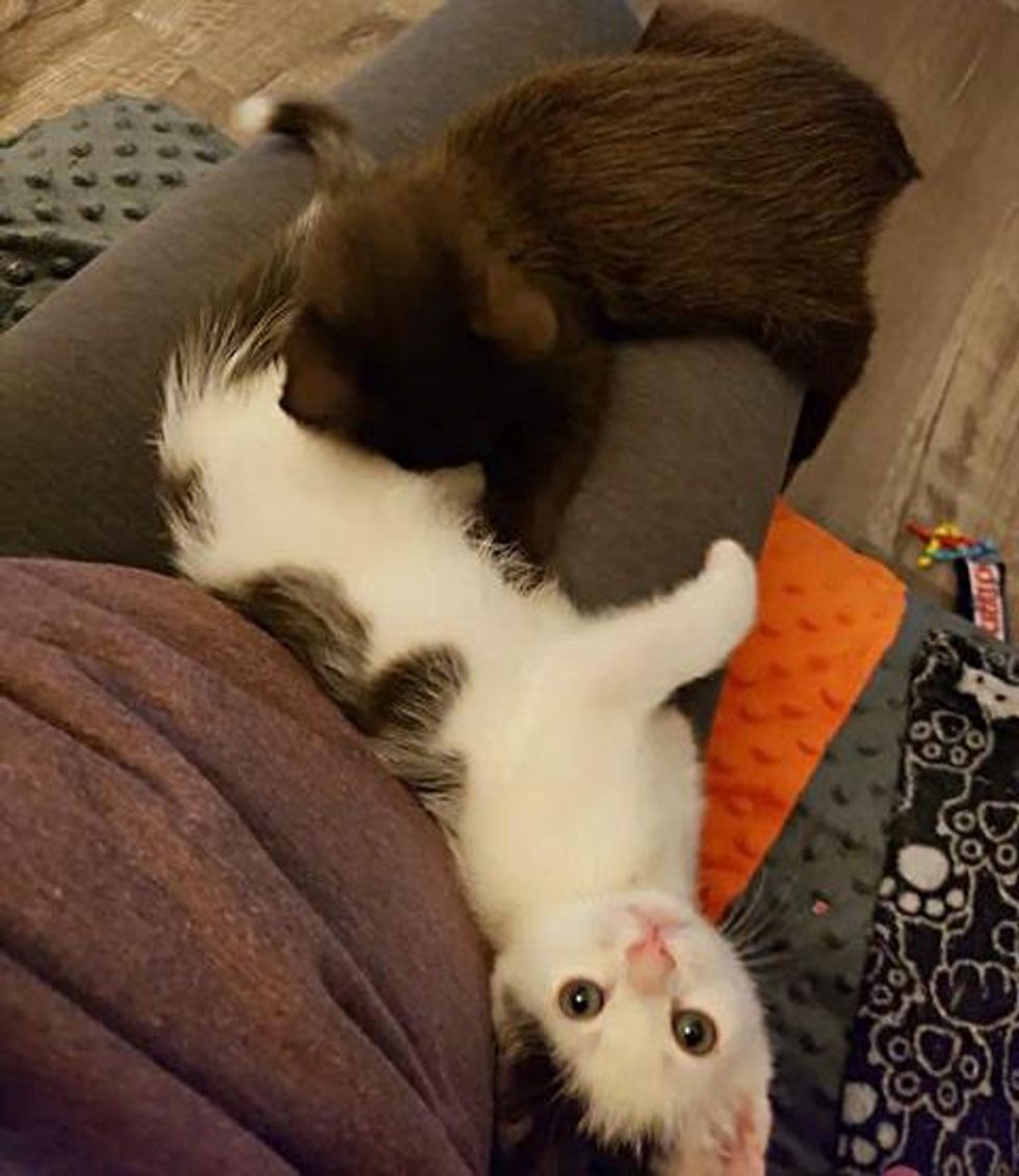 Kitten with a Stubby Leg Runs Around with His Sister In Bliss After ...