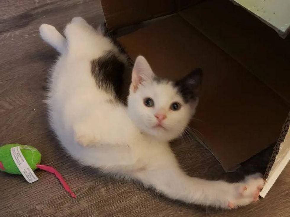 Kitten with a Stubby Leg Runs Around with His Sister In Bliss After ...