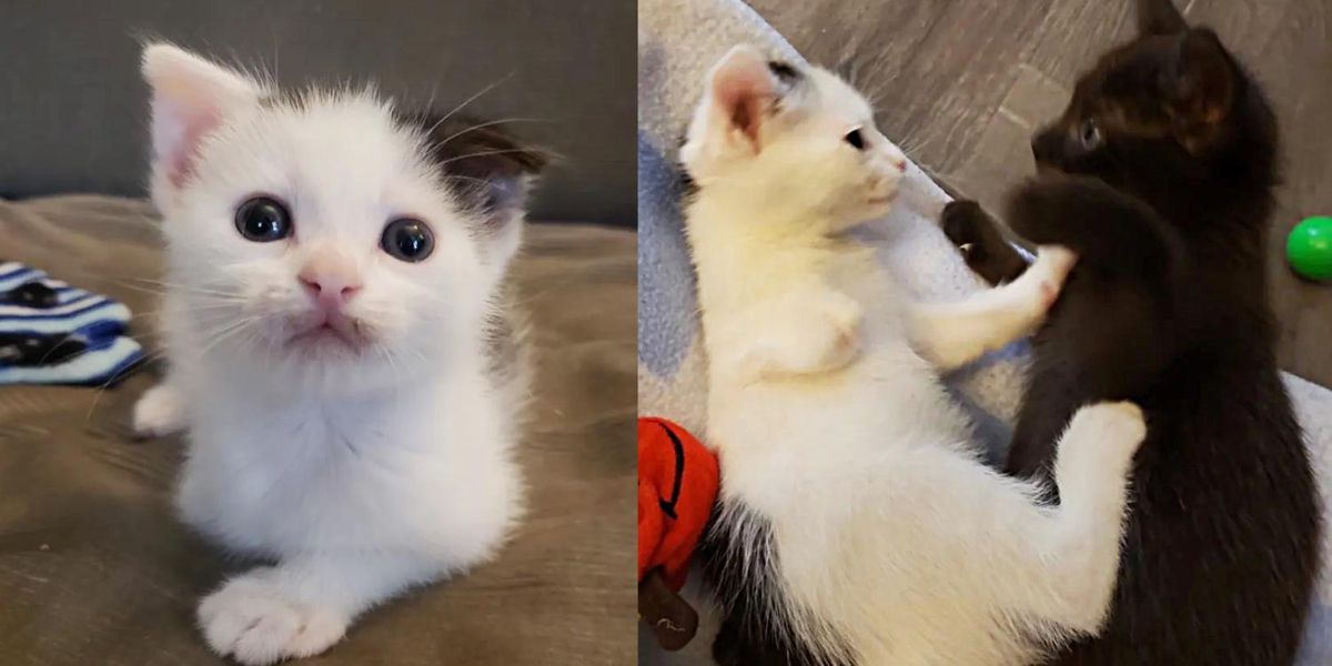 Kitten with a Stubby Leg Runs Around with His Sister In Bliss After ...