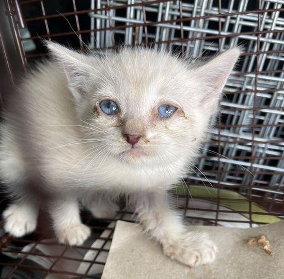 Kittens Found Underneath a House Have Lives Turned Around with the Help ...