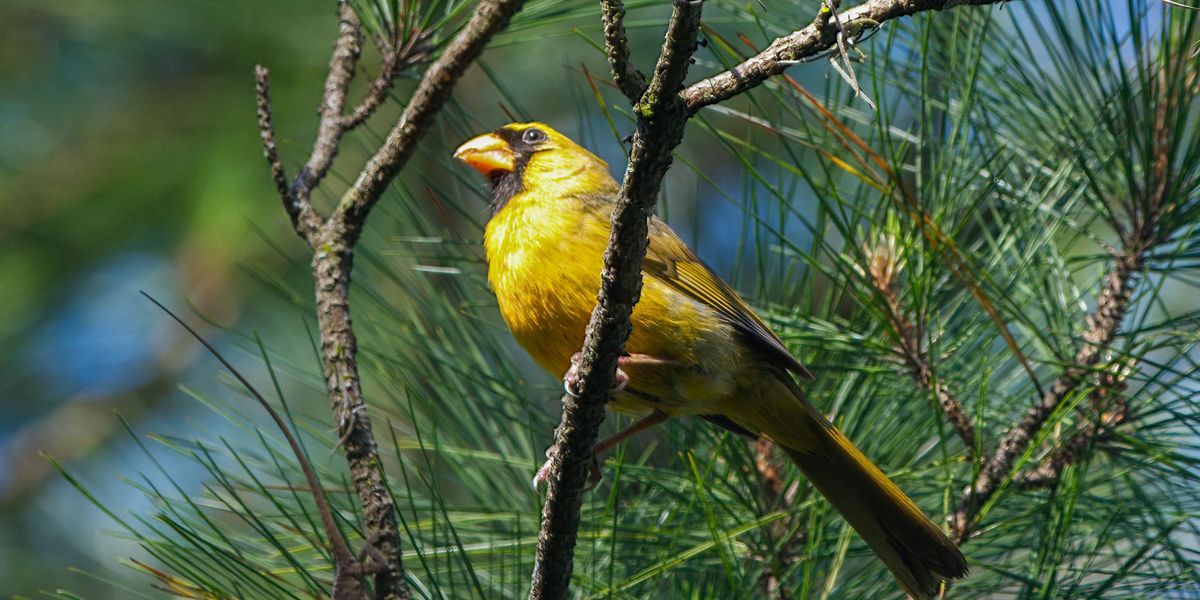 Rare, 'one-in-a-million' yellow cardinal recently spotted in Florida ...