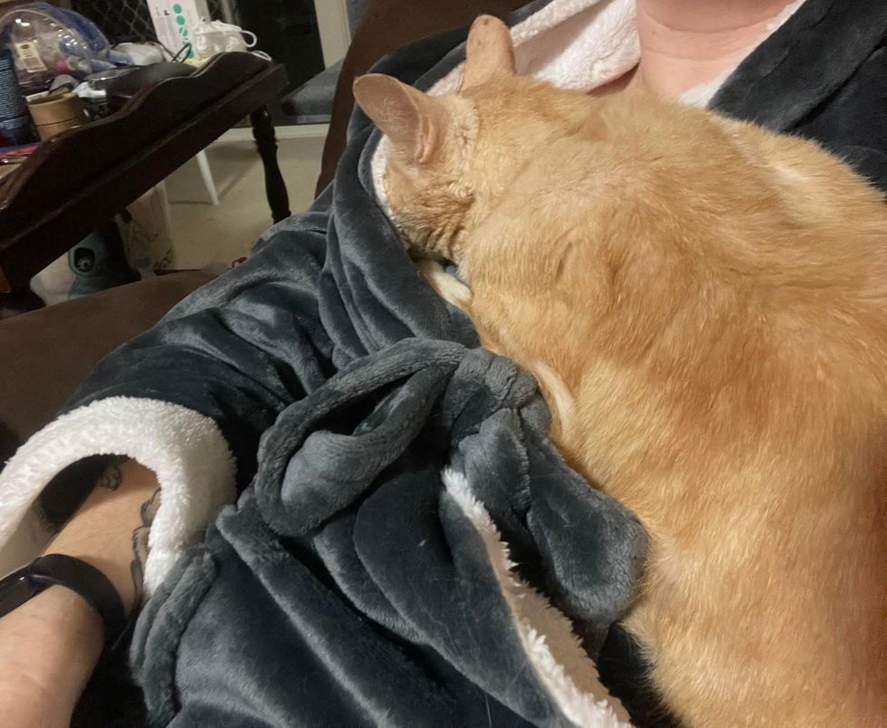 14-year-old Cat So Happy to Be Doted on Again, He Turns into a 'Velcro ...