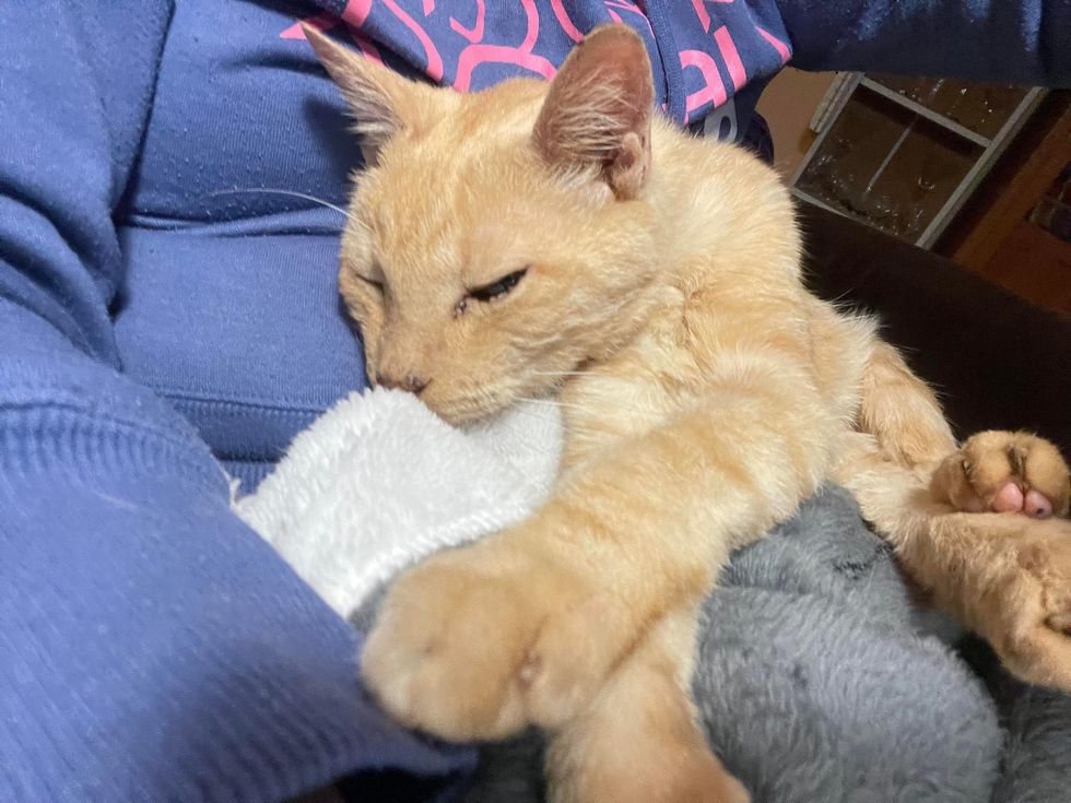 14-year-old Cat So Happy to Be Doted on Again, He Turns into a 'Velcro ...