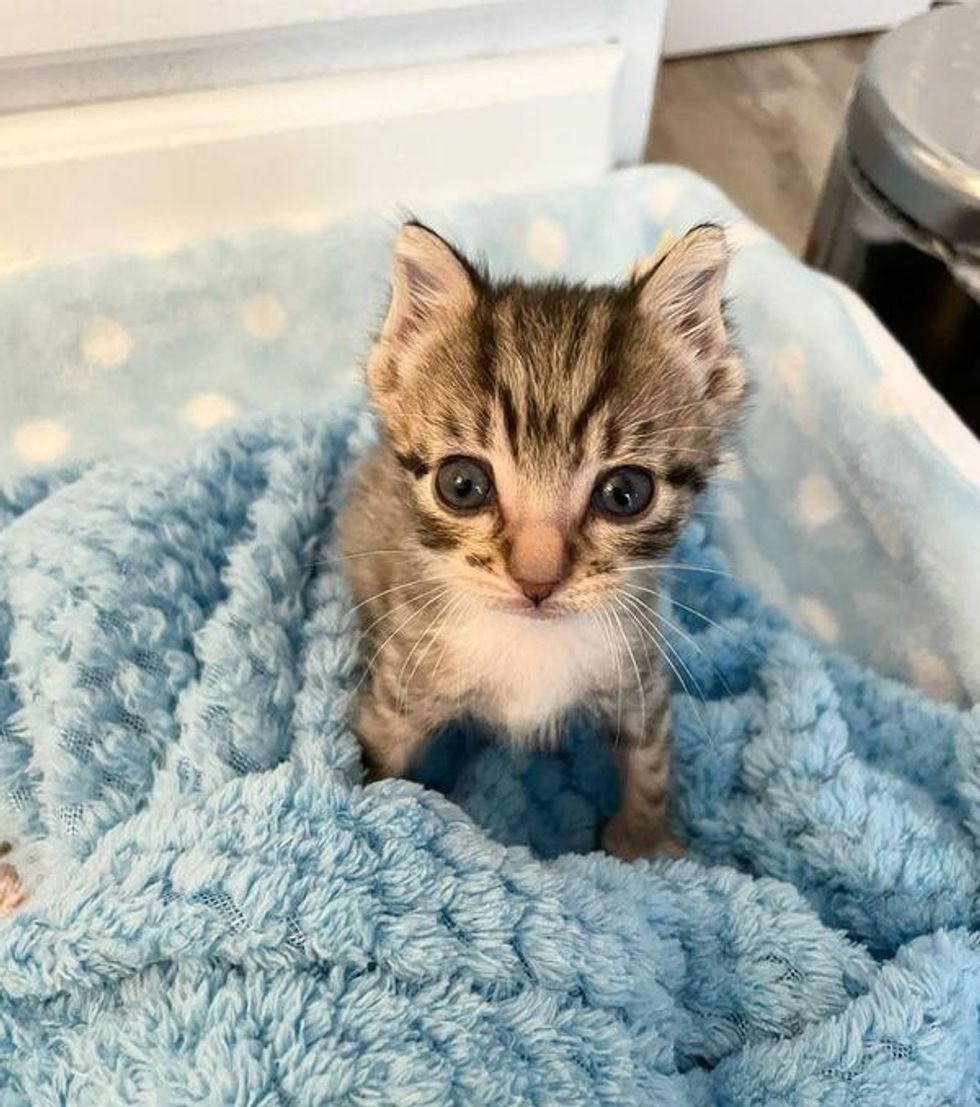Kitten with 'Elf Ears' Has a Full Belly for the First Time and Turns ...