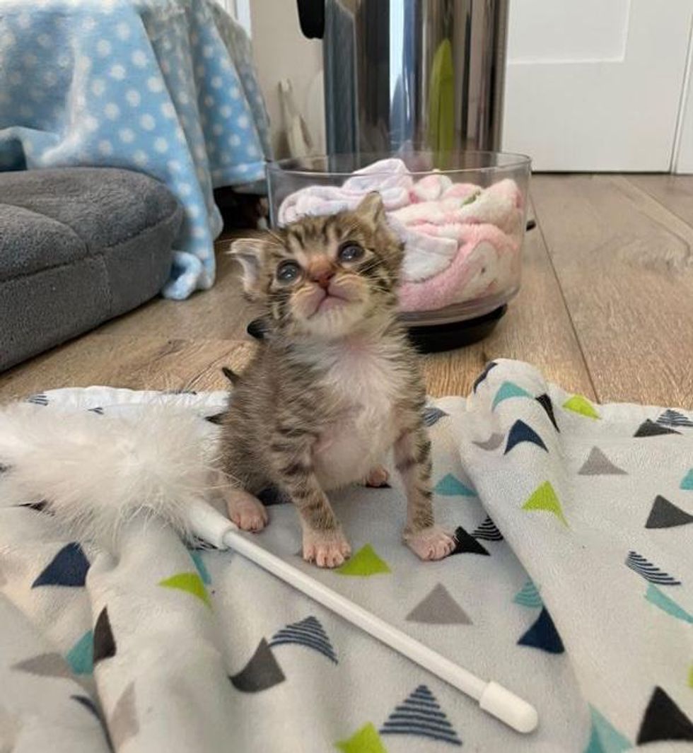 Kitten with 'Elf Ears' Has a Full Belly for the First Time and Turns ...