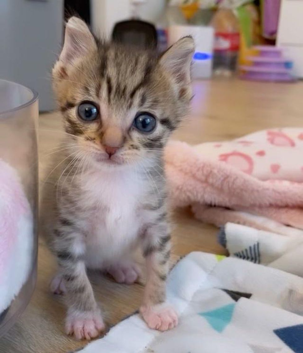 Kitten with 'Elf Ears' Has a Full Belly for the First Time and Turns ...