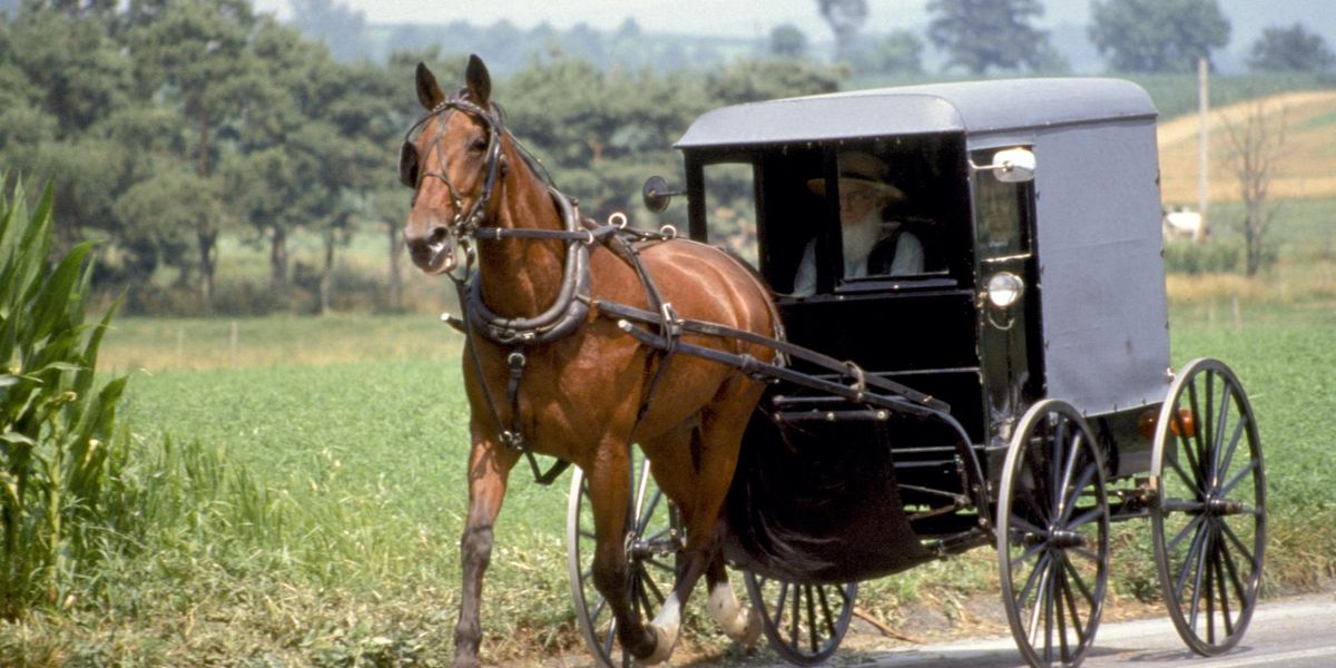 Amish man runs horse and buggy into police car after low speed chase ...