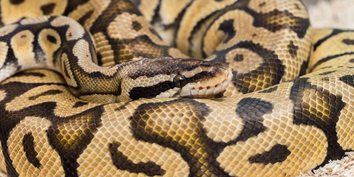 Large python found hanging around deep fryer at Sonic in Georgia - It's ...