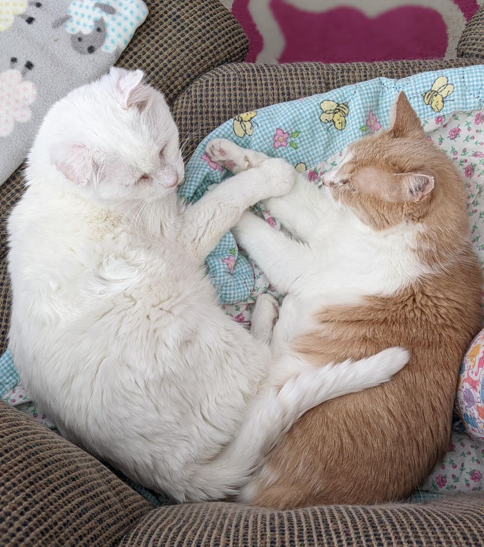Cats Find Each Other After Years Roaming the Outdoors and Now Can Never ...