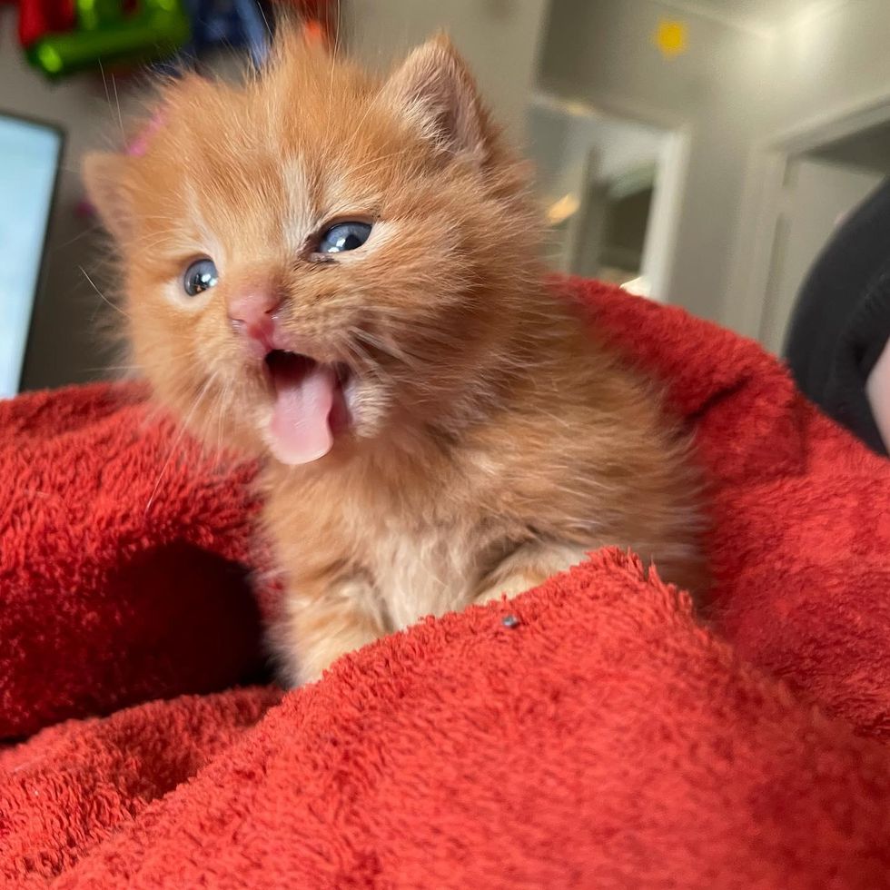 Kitten Who Was Alone Wandering Outside, Now Purrs Blissfully Indoors ...