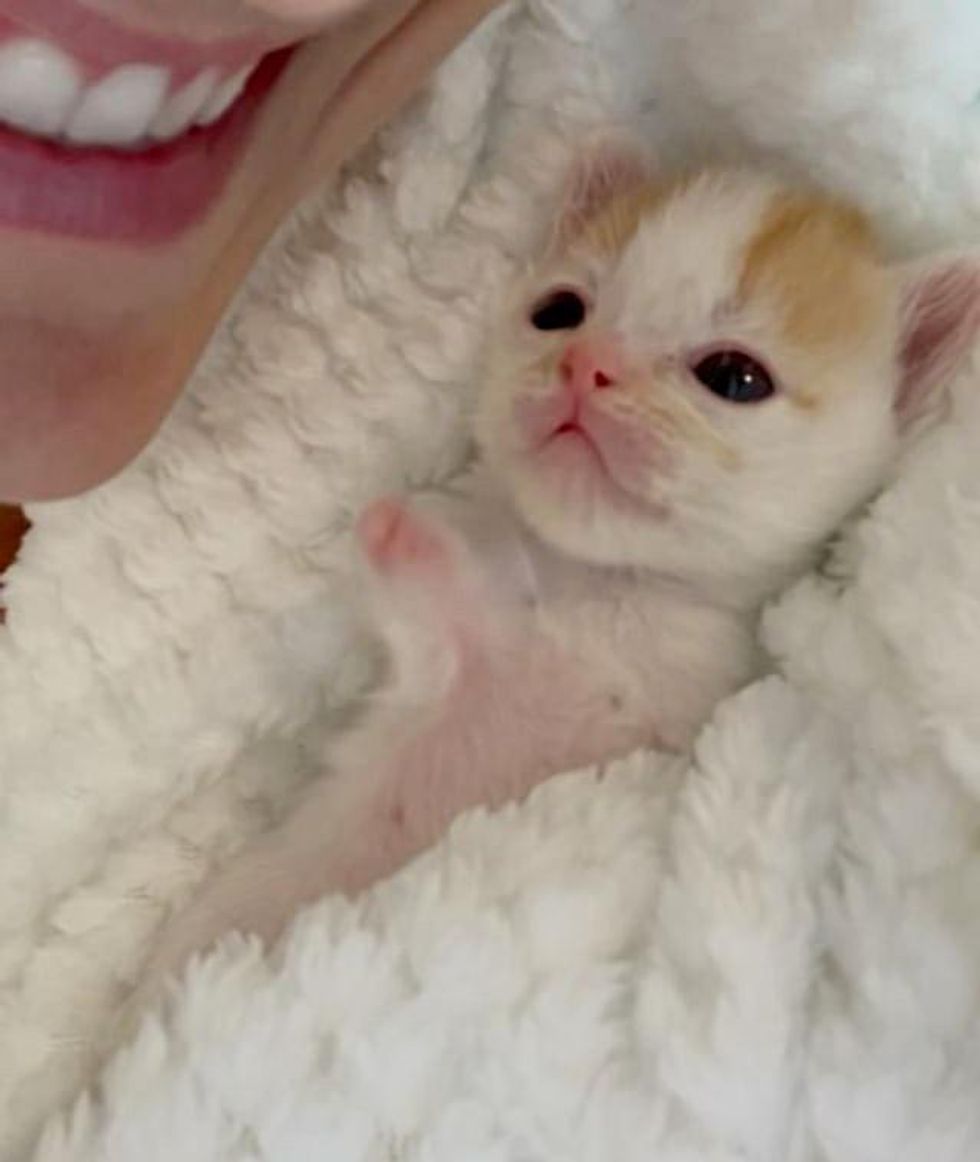 Kittens Wiggle Their Way for Hugs with Their Tiny Arms and So Happy to ...