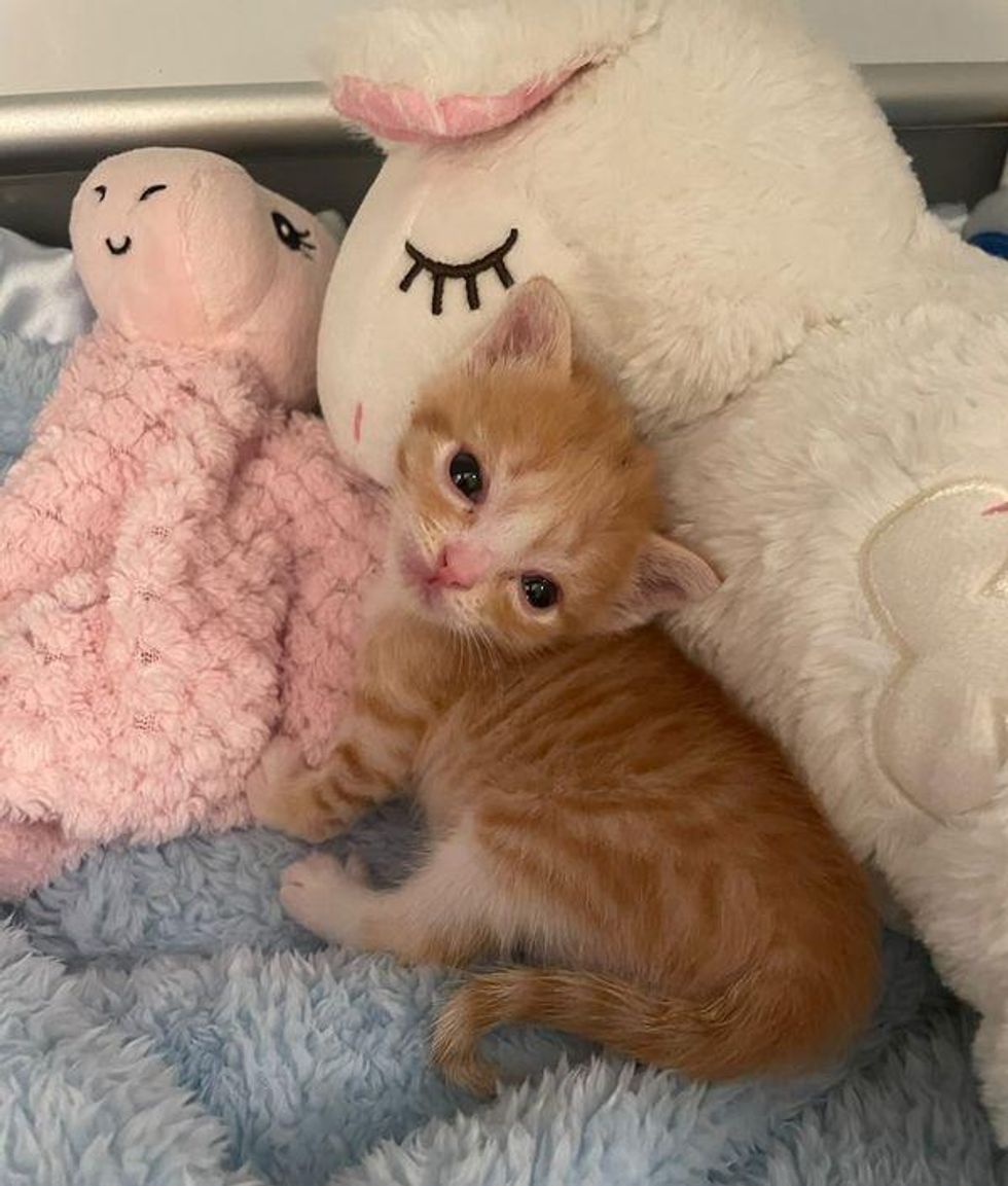 Kittens Wiggle Their Way for Hugs with Their Tiny Arms and So Happy to ...