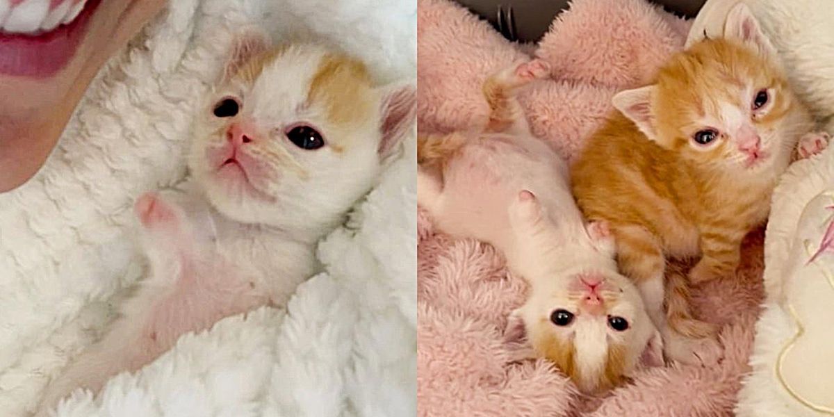 Kittens Wiggle Their Way for Hugs with Their Tiny Arms and So Happy to ...