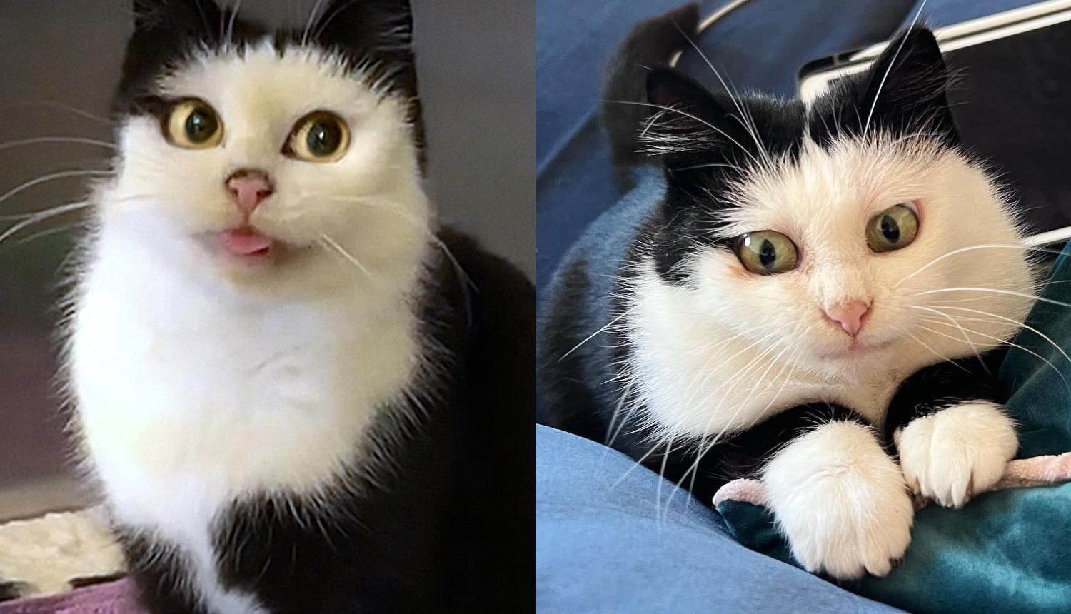 Cat with Cartoon-esque Eyes Decides to Embrace Indoor Life One Day and ...