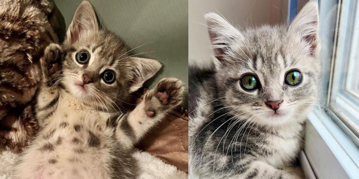 Kitten Found Crawling Outside in a Yard, Sets Her Mind to Scampering ...