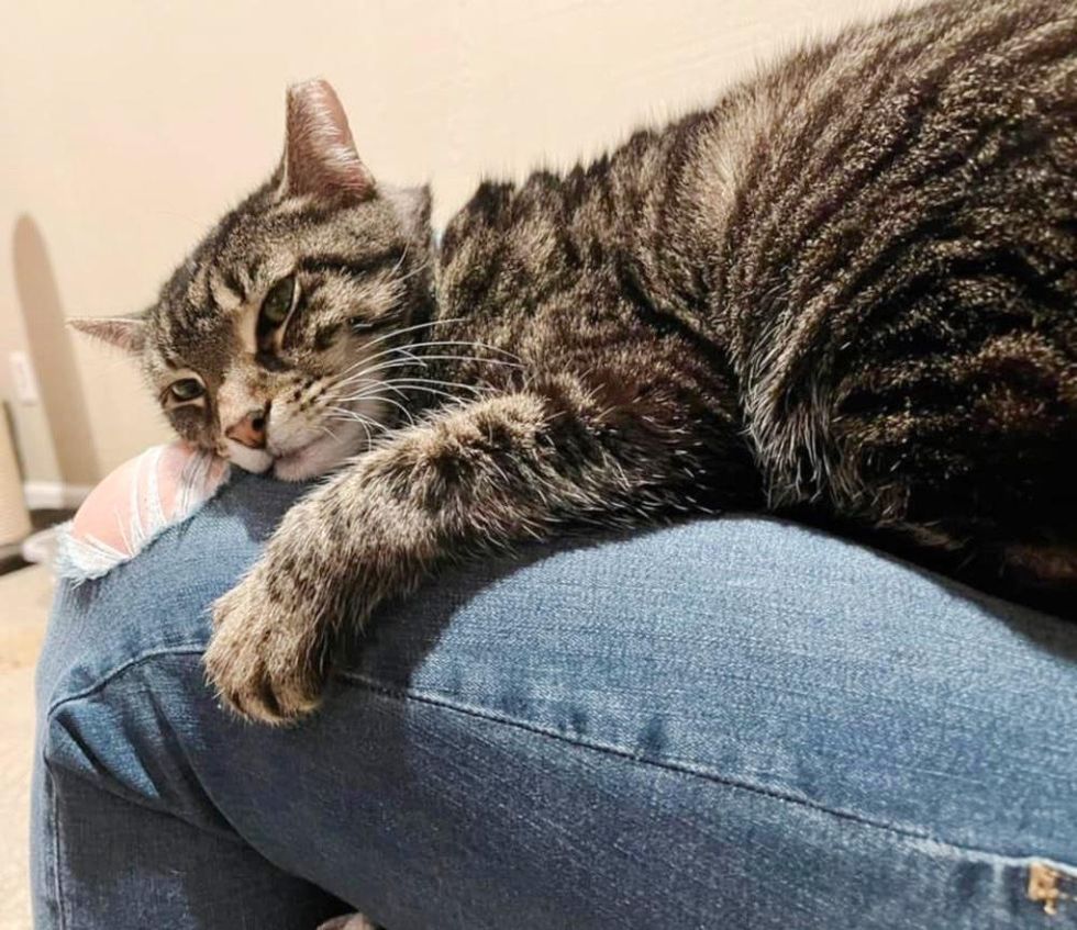 Cat Hops onto Warm Laps Each Day and Has Waited Nearly a Year for ...