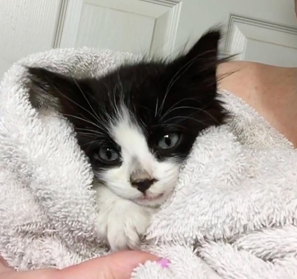 Kitten Found Crawling Across Busy Road Gets to Run and Jump Again, He ...