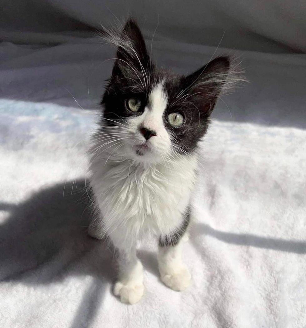 Kitten Found Crawling Across Busy Road Gets to Run and Jump Again, He ...