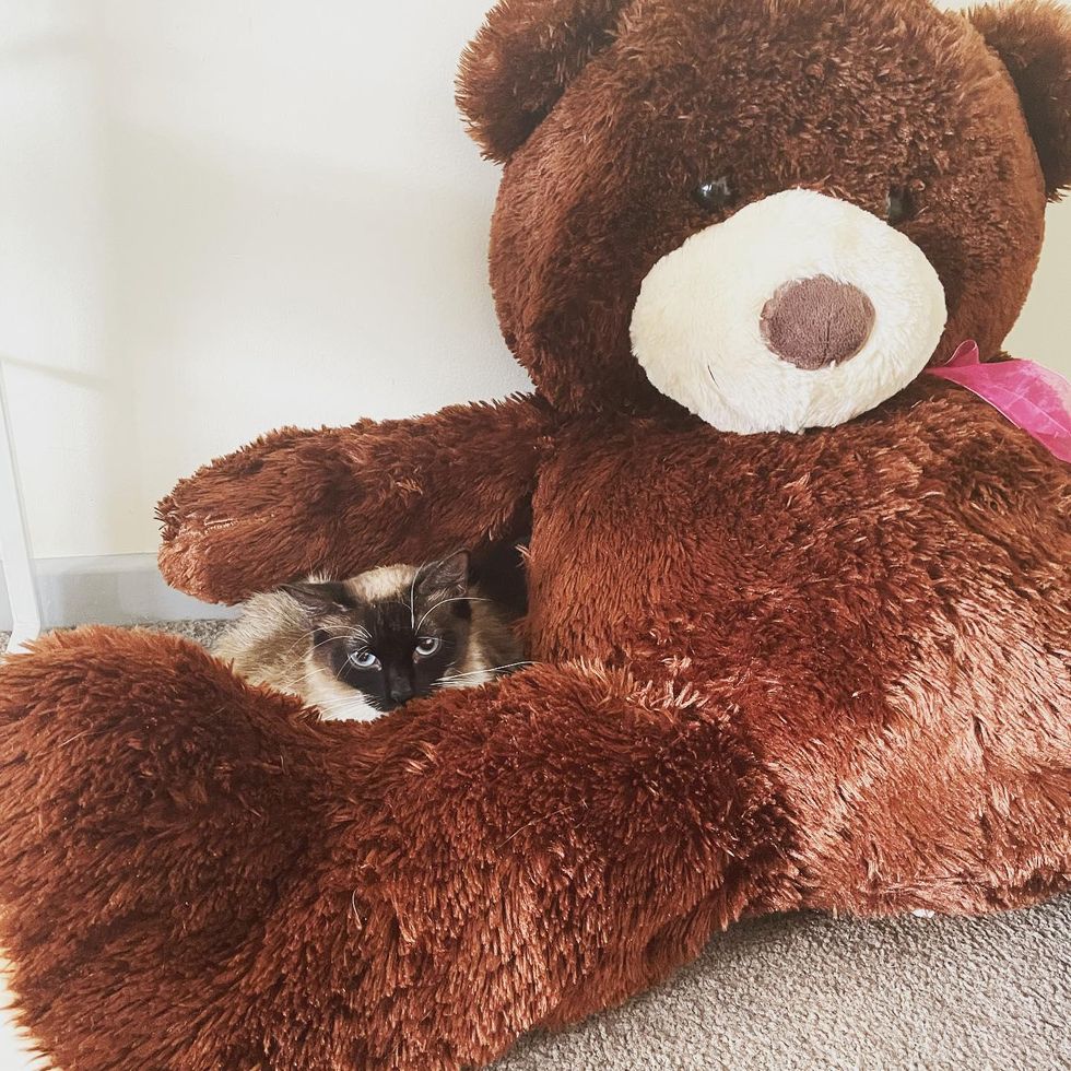 Cat Comes Out of Her Shell Knowing Her Kittens are in Great Hands, She ...