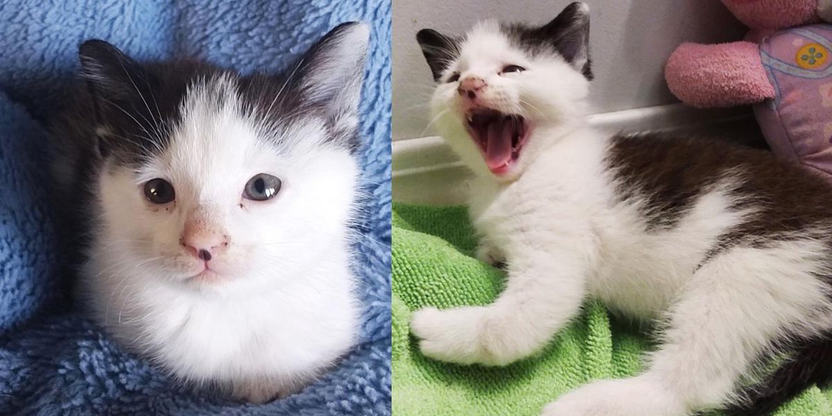 Kitten 'Roars' His Way Out of the Outdoors, Now Zooms and Jumps Around ...