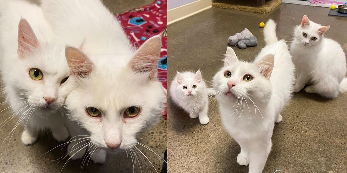 Cats Found Behind a House, Raise Their Kittens, Hope for a Place Where ...