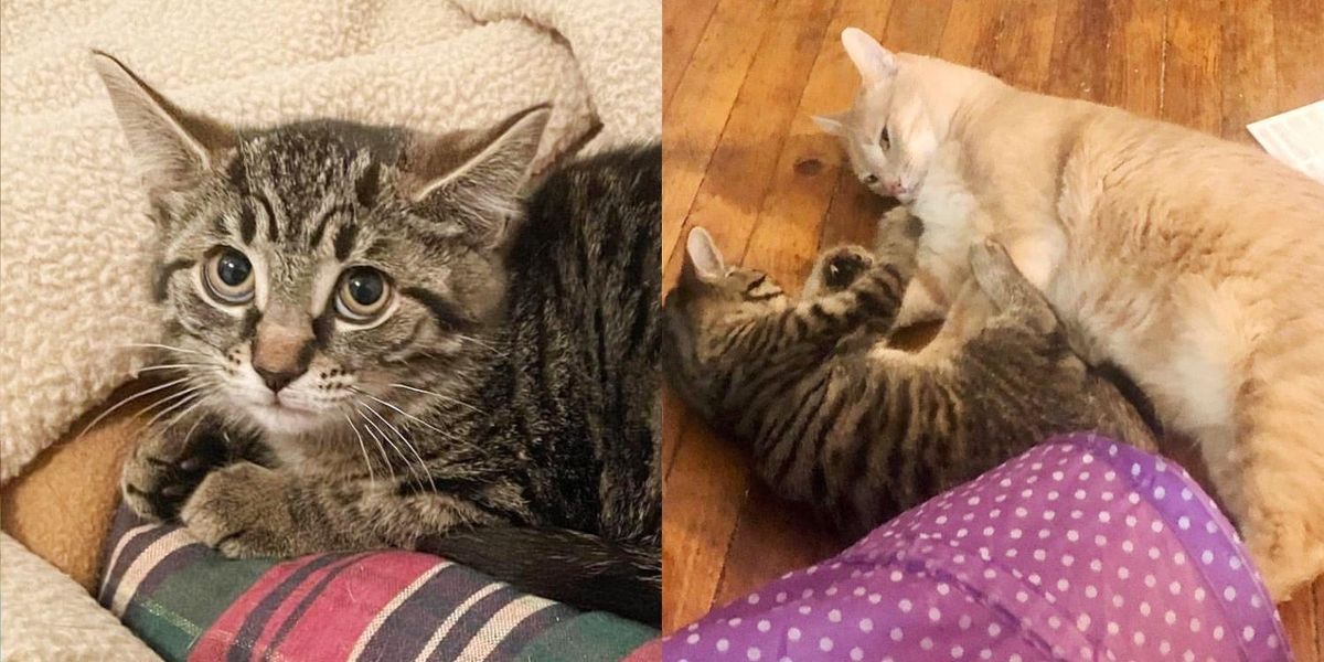 Kitten Comes to Family as a Timid Stray but Starts to Learn to Be Brave ...