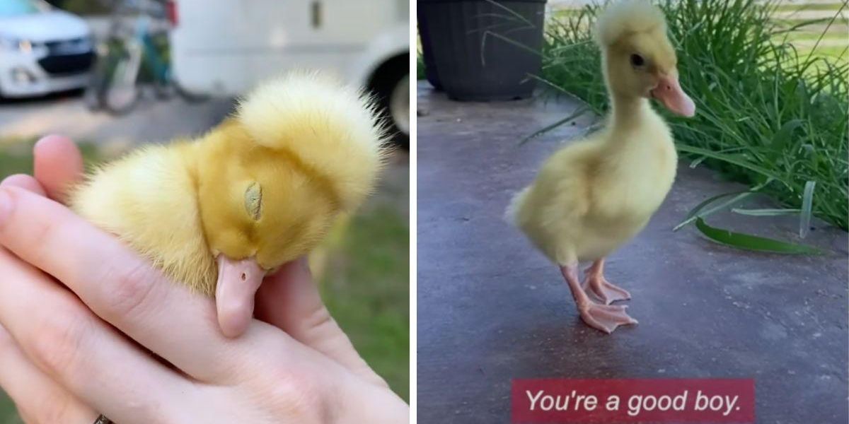 Special needs duck with poof on head gets extra care - Upworthy