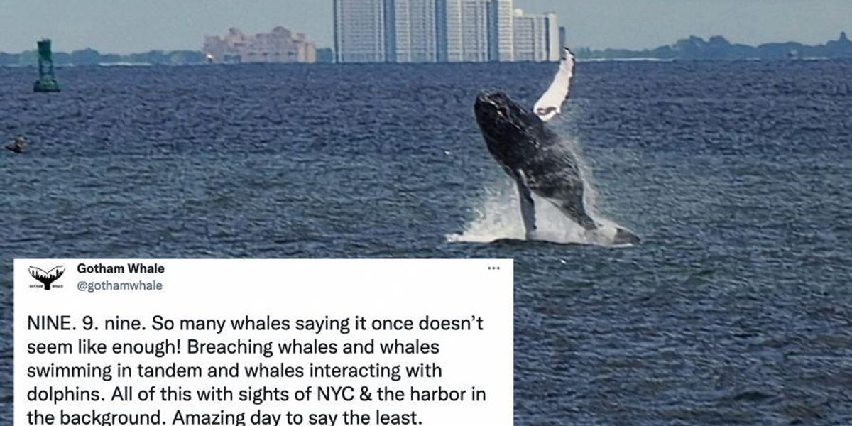 Nine different whales spotted on same day in New York Harbor - Upworthy