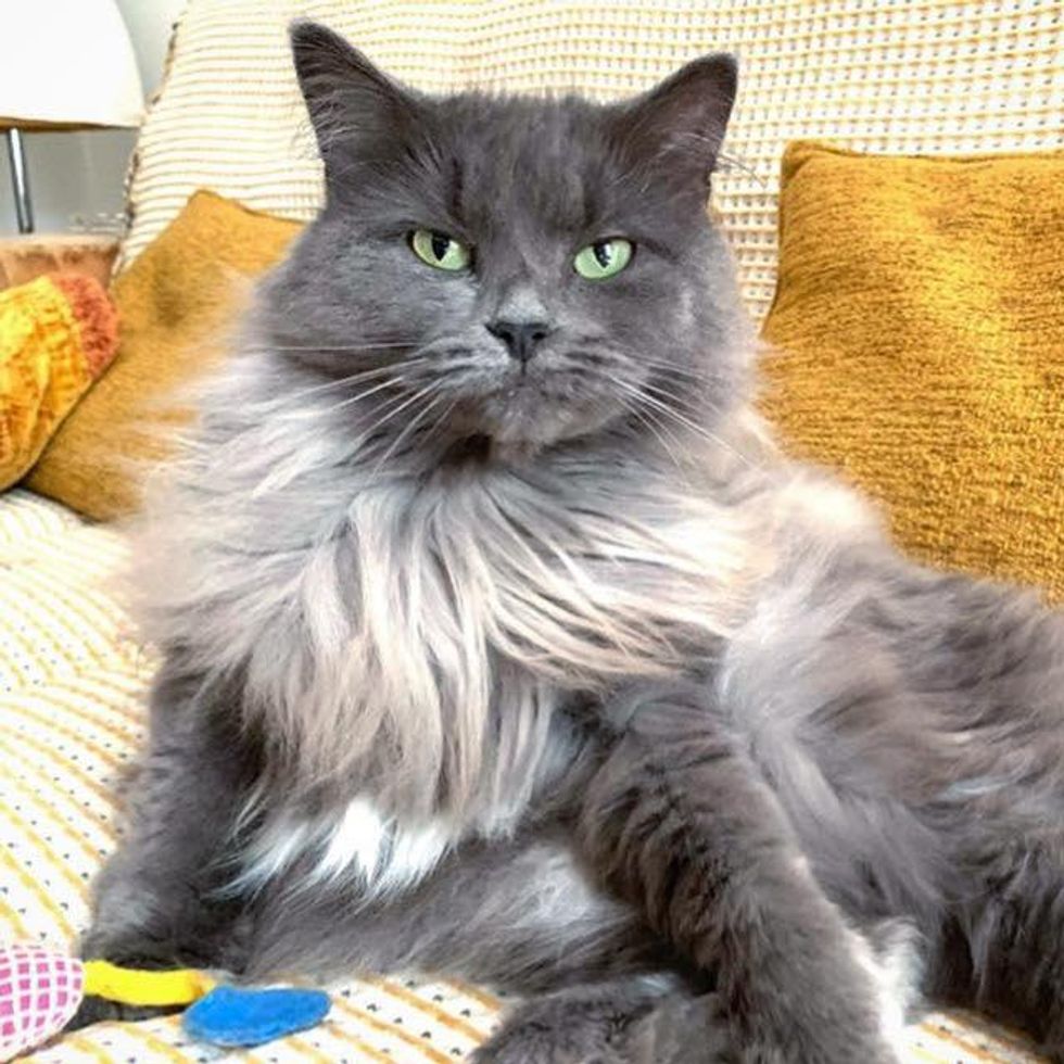 Cat Brings Two Kittens to a Yard in Search of a Better Life for Them ...