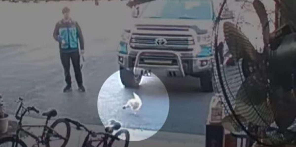 Amazon delivery guy battles chicken - Upworthy