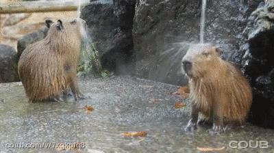capybara gifs for the stressed student