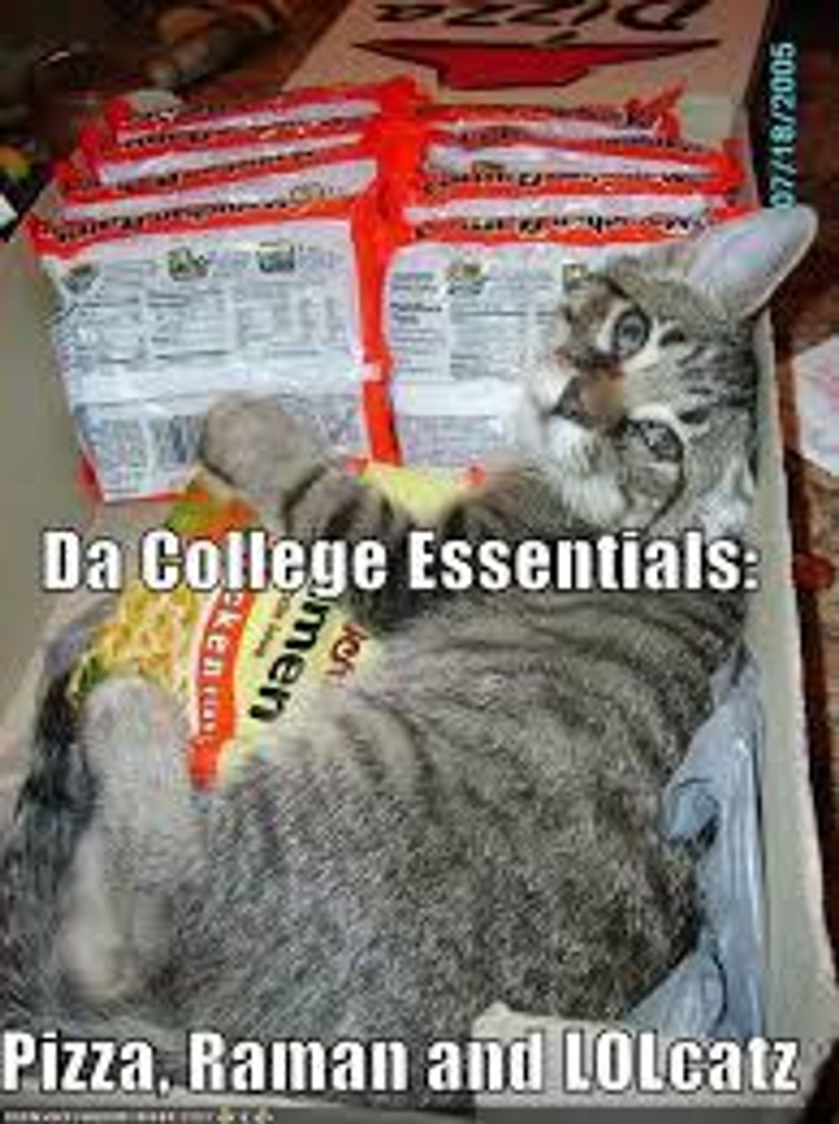 8 Essential Tips For College As Told By Cats