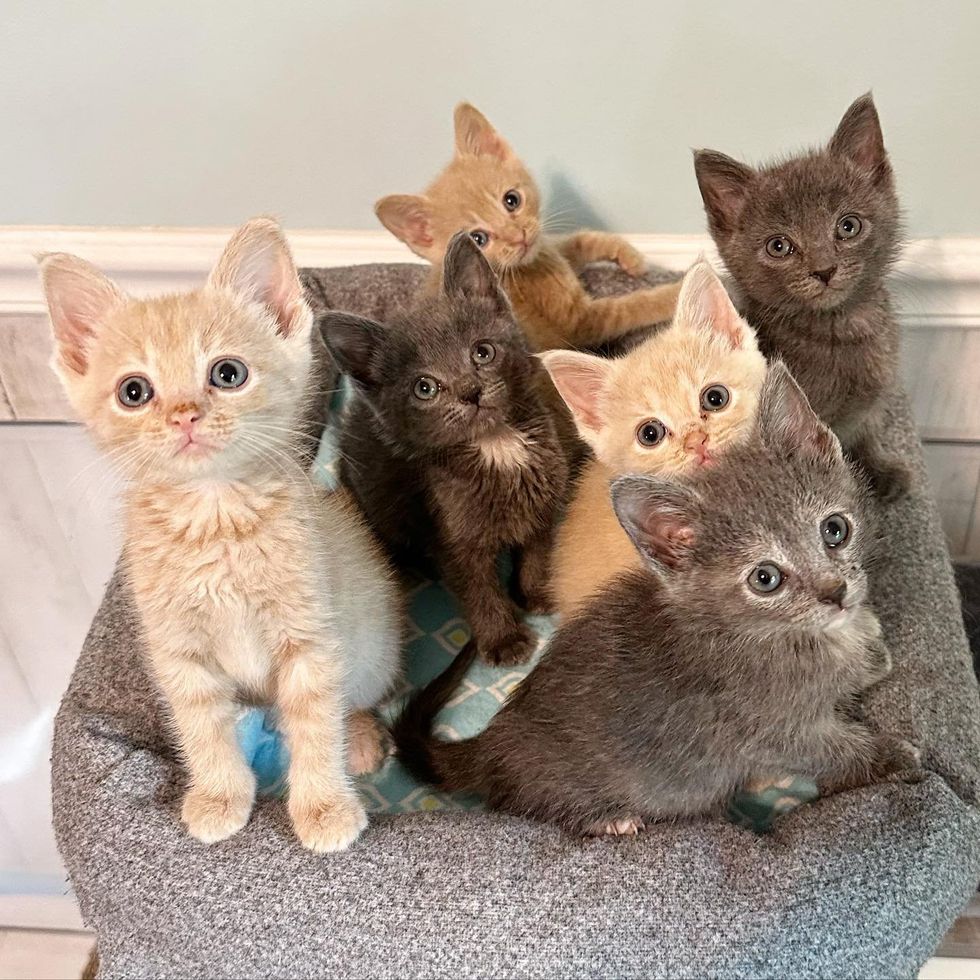 Six Kittens Convince Shelter Volunteer to Take Them Home so They Can ...