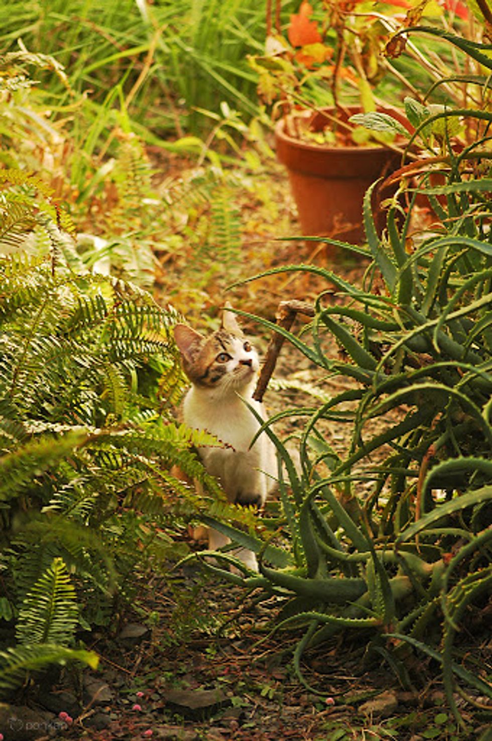 Man's Passion for Cats - Love Meow